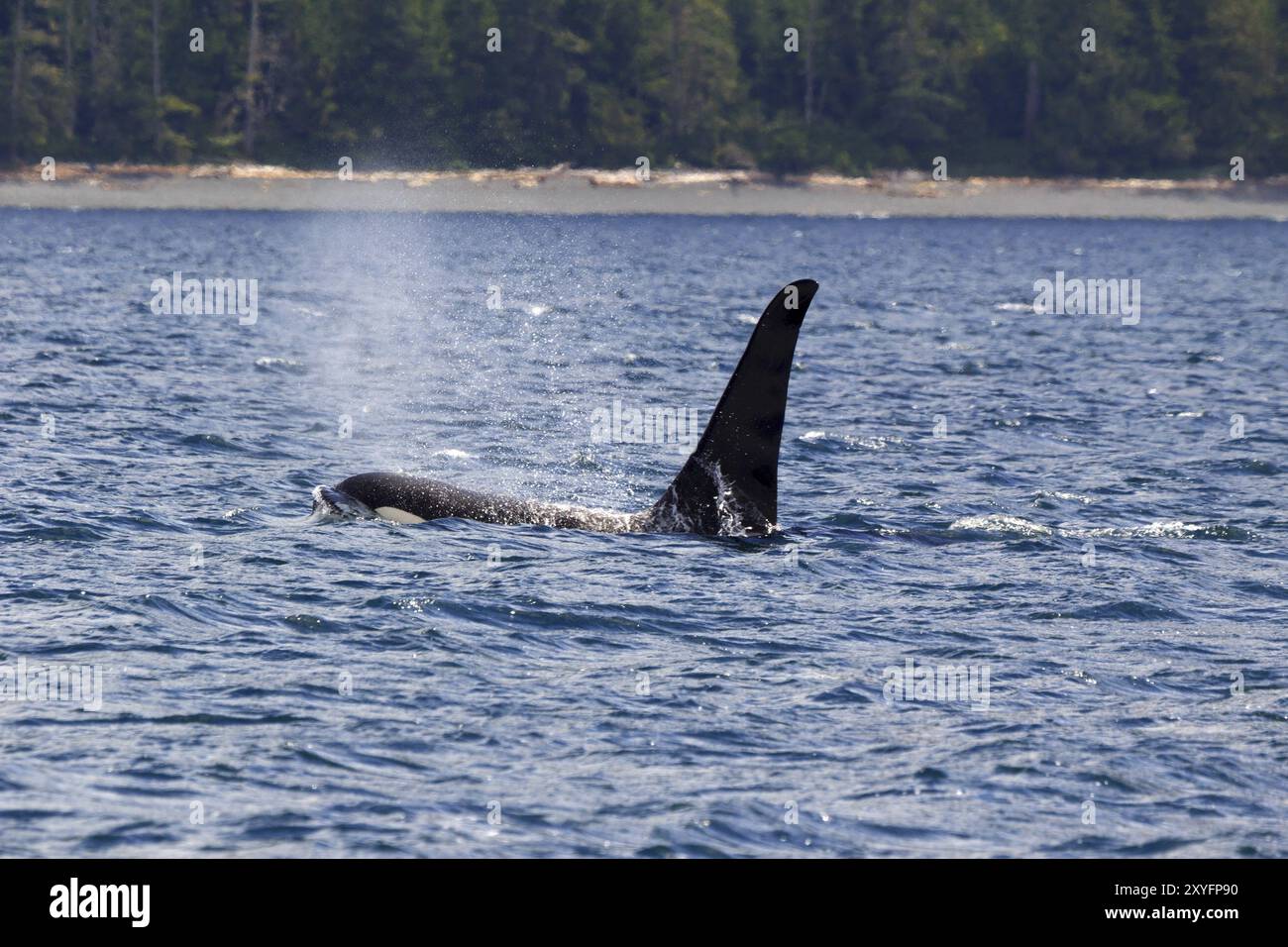 Killer whale off Vancouver Island Stock Photo - Alamy