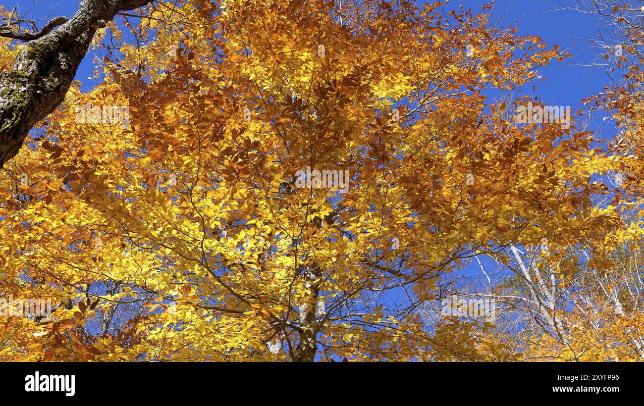 Birch poplar fall colours colors hi-res stock photography and images ...