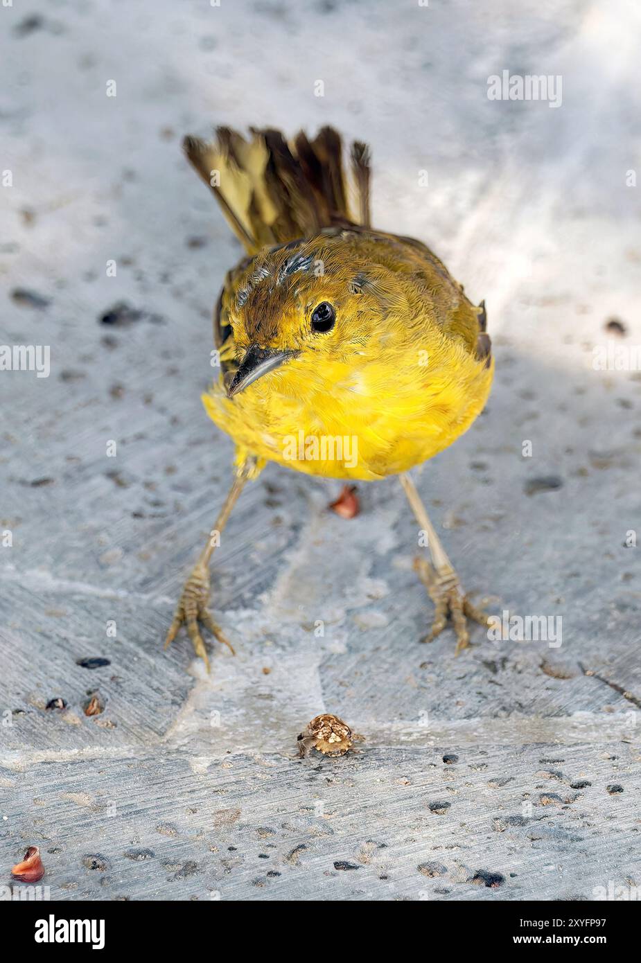 mangrove warbler, Paruline des mangroves, Setophaga petechia aureola ...