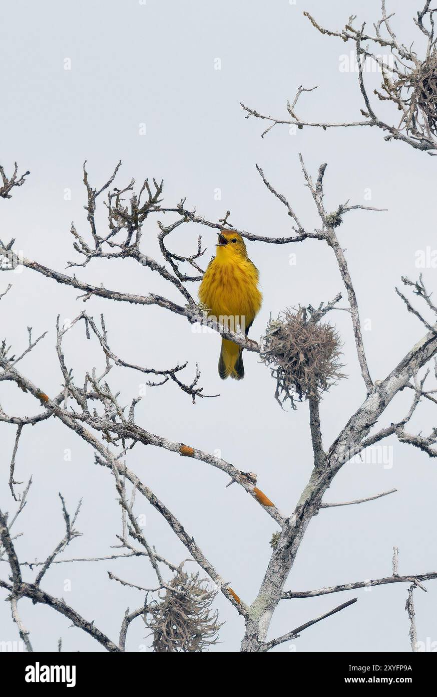 mangrove warbler, Paruline des mangroves, Setophaga petechia aureola ...