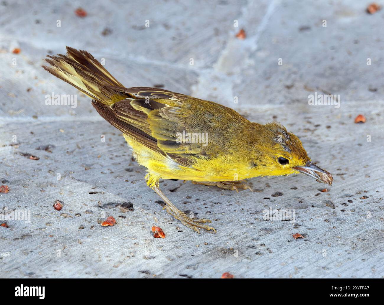 mangrove warbler, Paruline des mangroves, Setophaga petechia aureola ...