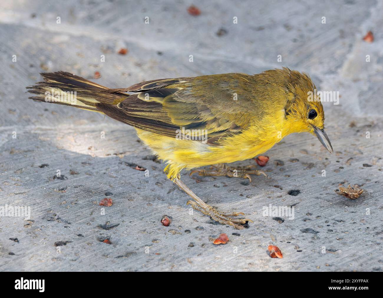 mangrove warbler, Paruline des mangroves, Setophaga petechia aureola ...