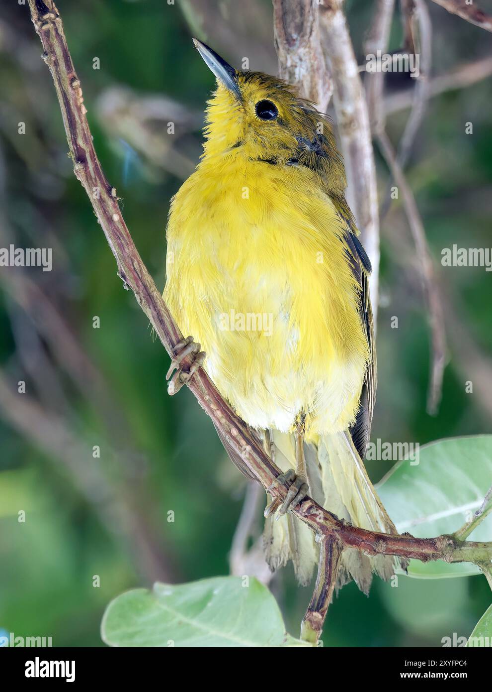 mangrove warbler, Paruline des mangroves, Setophaga petechia aureola ...