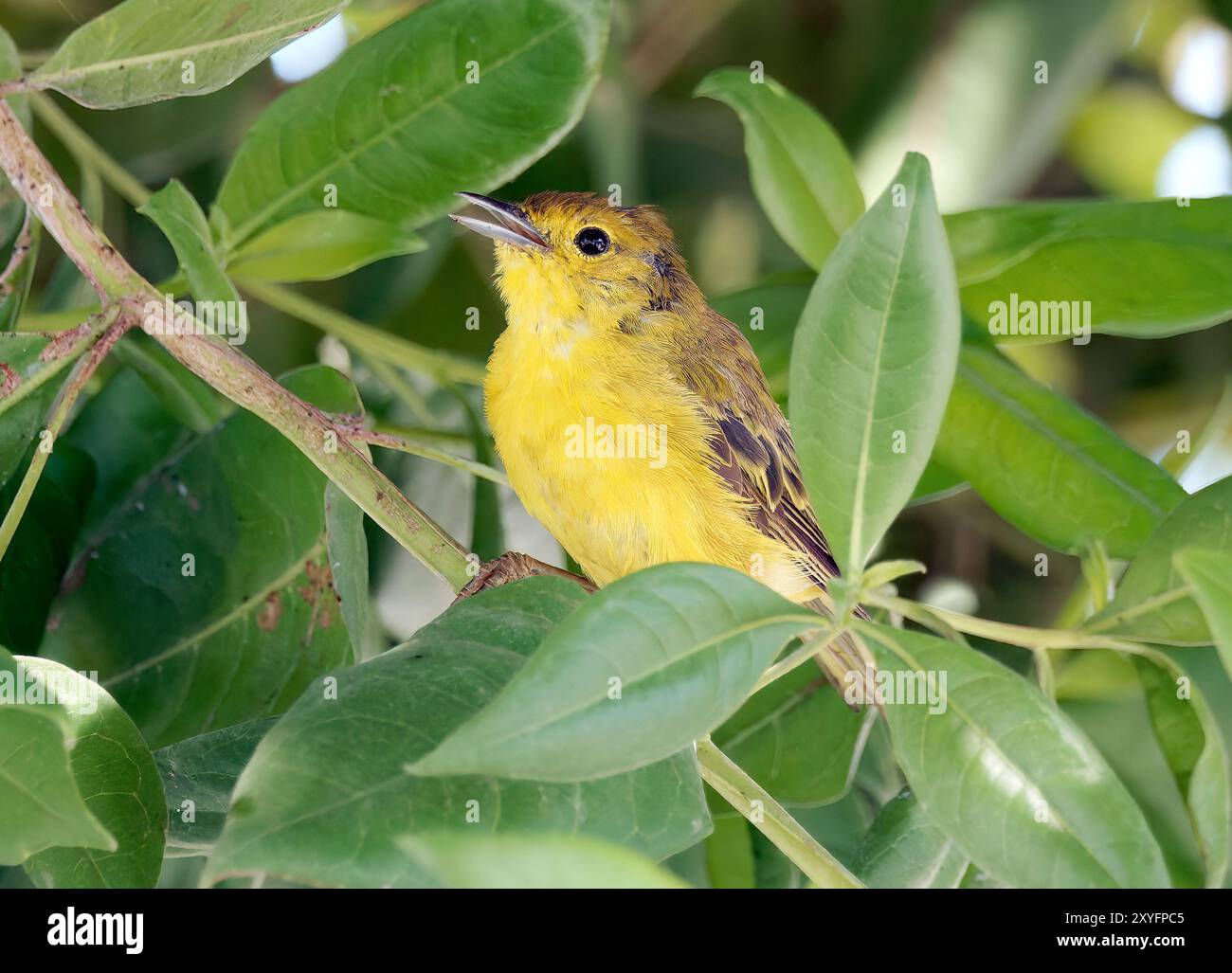 mangrove warbler, Paruline des mangroves, Setophaga petechia aureola ...