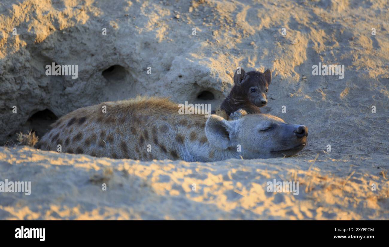 Spotted hyena with baby Stock Photo - Alamy