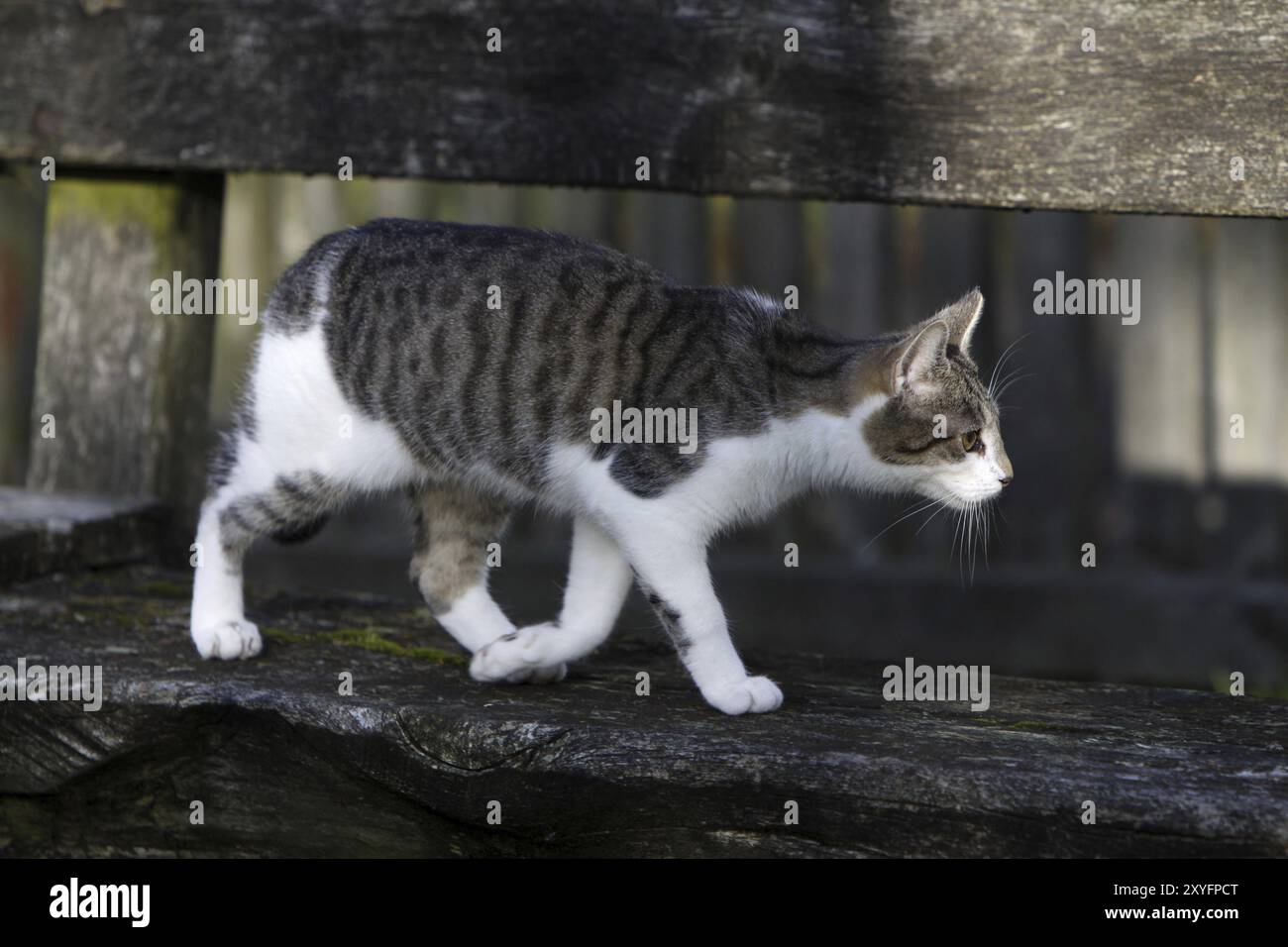 Running cat on a bench Stock Photo - Alamy