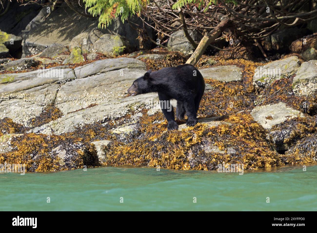 American Black Bear in Knight Inlet in Canada Stock Photo - Alamy