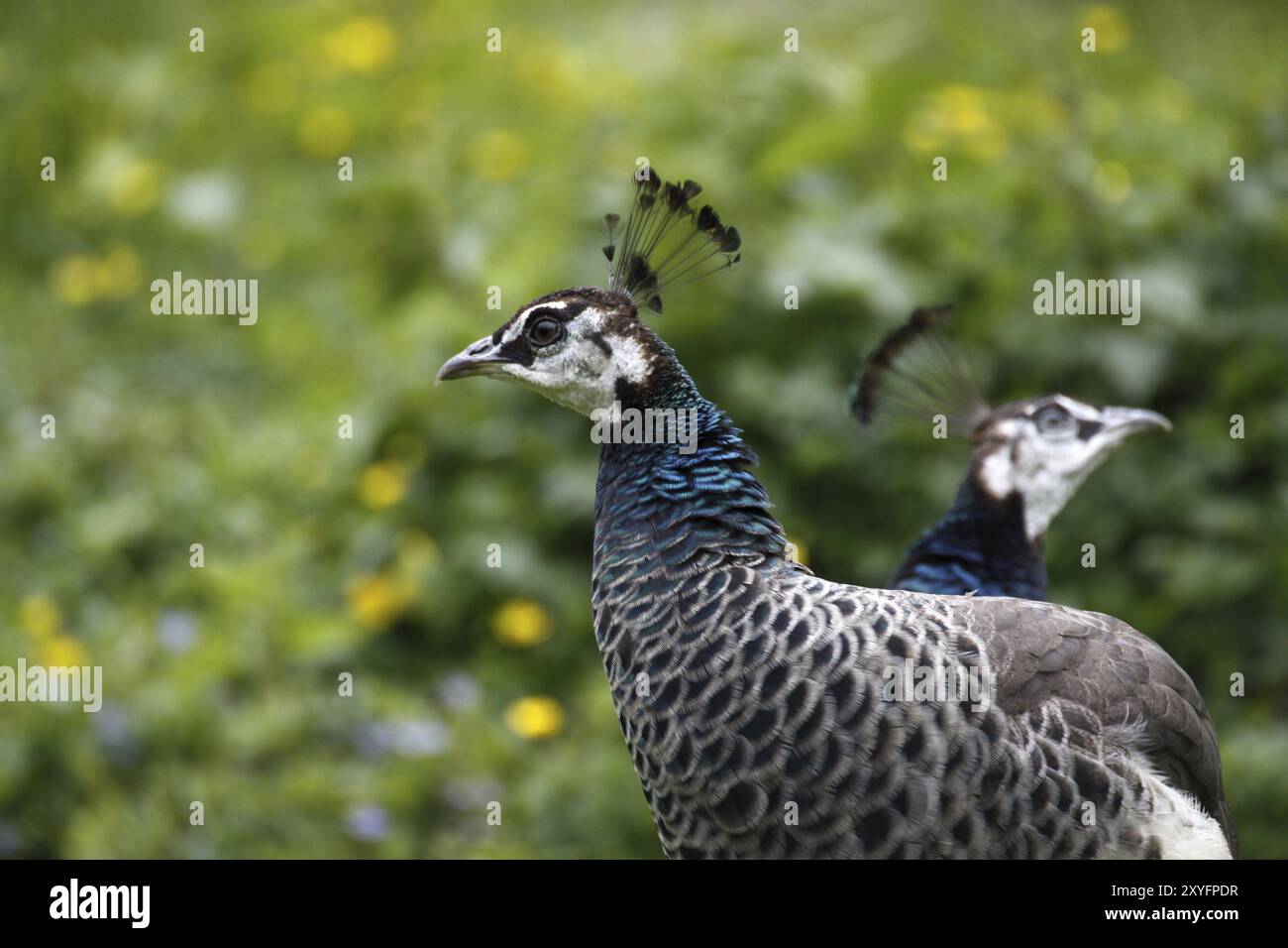 Peacocks hen hi-res stock photography and images - Alamy