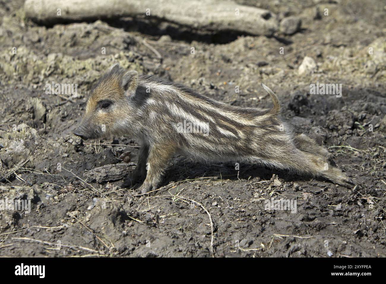 Wild boar Fresh boar Stock Photo - Alamy