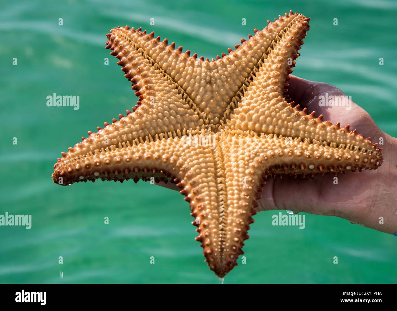 Keystone species starfish hi-res stock photography and images - Alamy