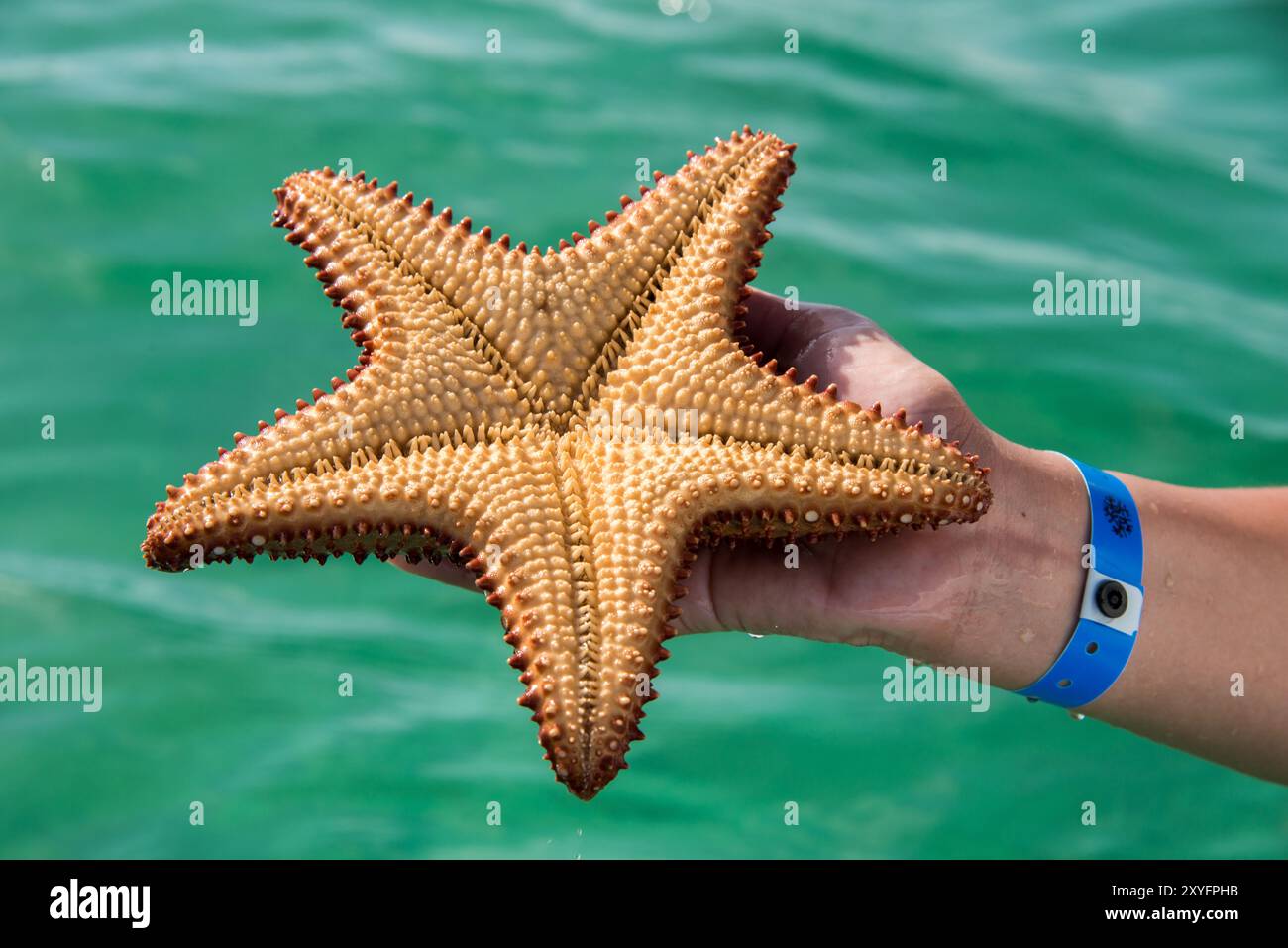 Starfish in West Bay, Roatan Honduras Stock Photo - Alamy