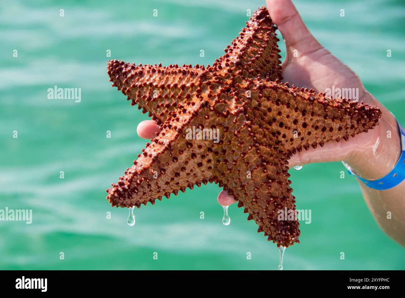 Keystone species starfish hi-res stock photography and images - Alamy