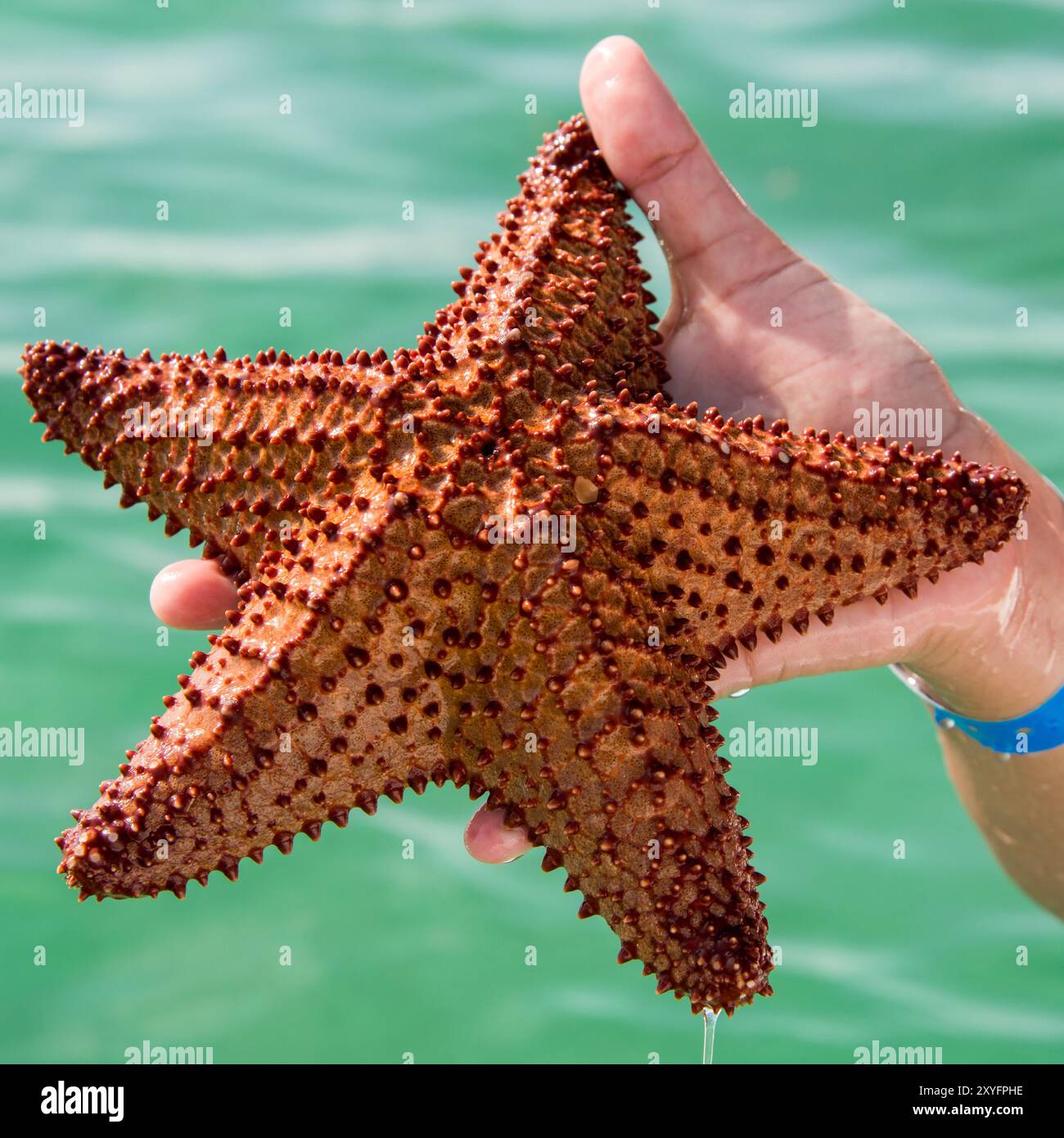 Starfish in West Bay, Roatan Honduras Stock Photo - Alamy