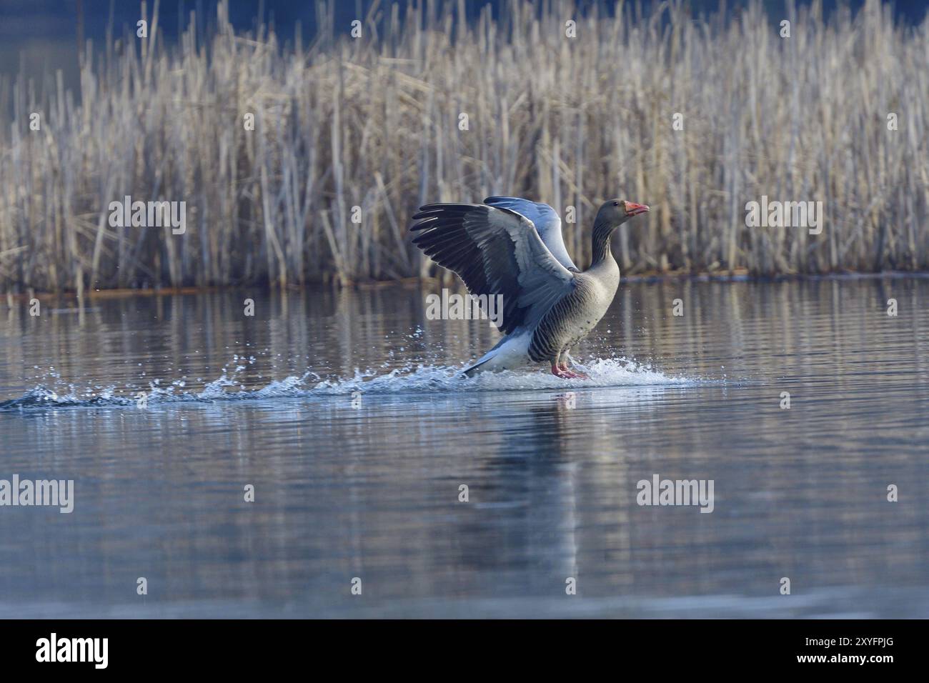 Greylag goose in flight in the spring. Greylag goose during mating ...