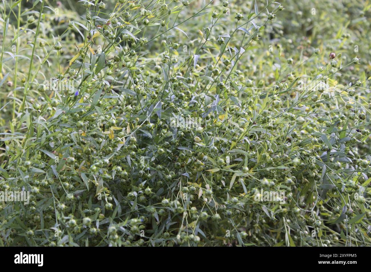 Flax fields in bloom hi-res stock photography and images - Alamy