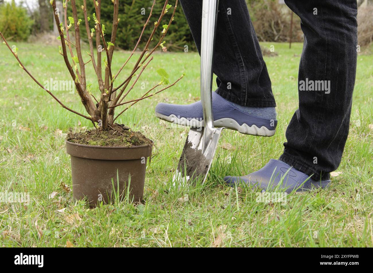 Planting a shrub, planting a shrub Stock Photo - Alamy