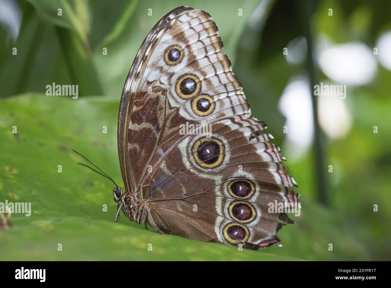 Peleides blue morpho (Morpho peleides Stock Photo - Alamy
