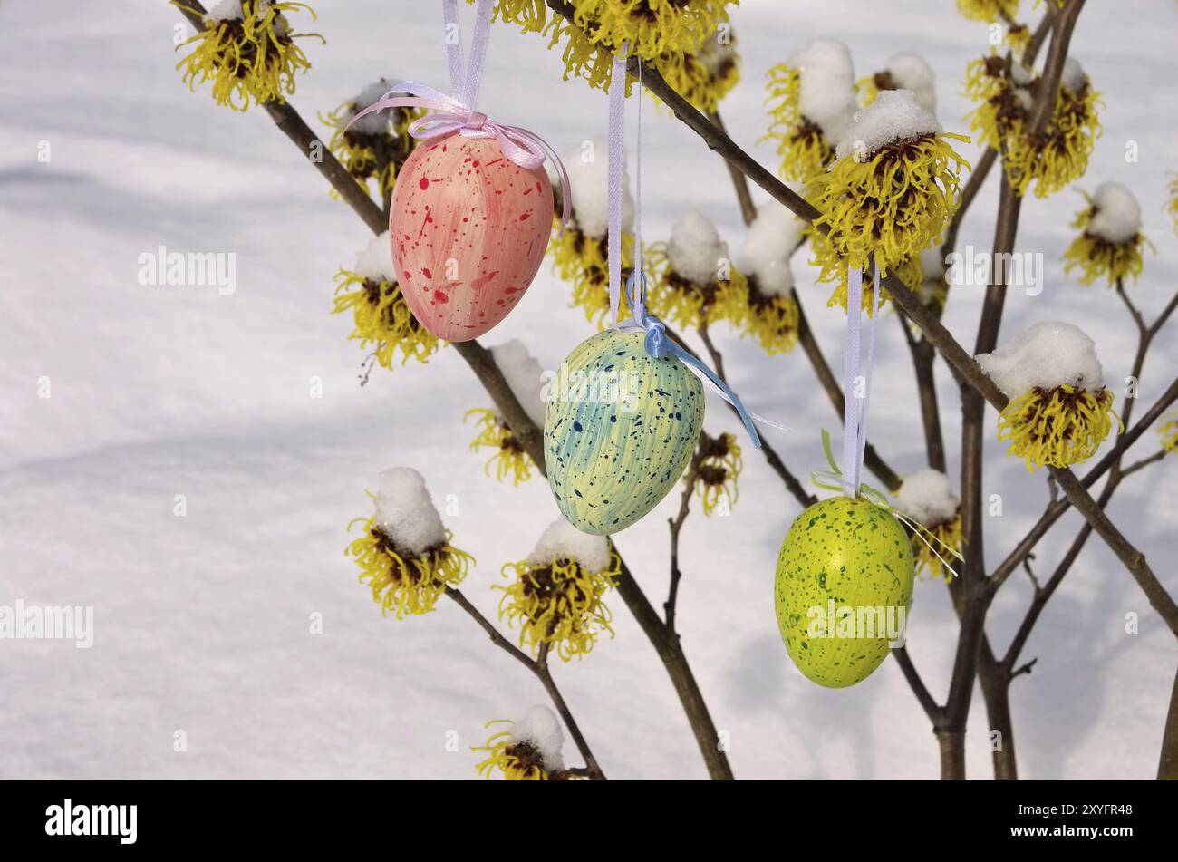 Easter shrub Hamamelis in the snow, hamamelis shrub in easter time and ...