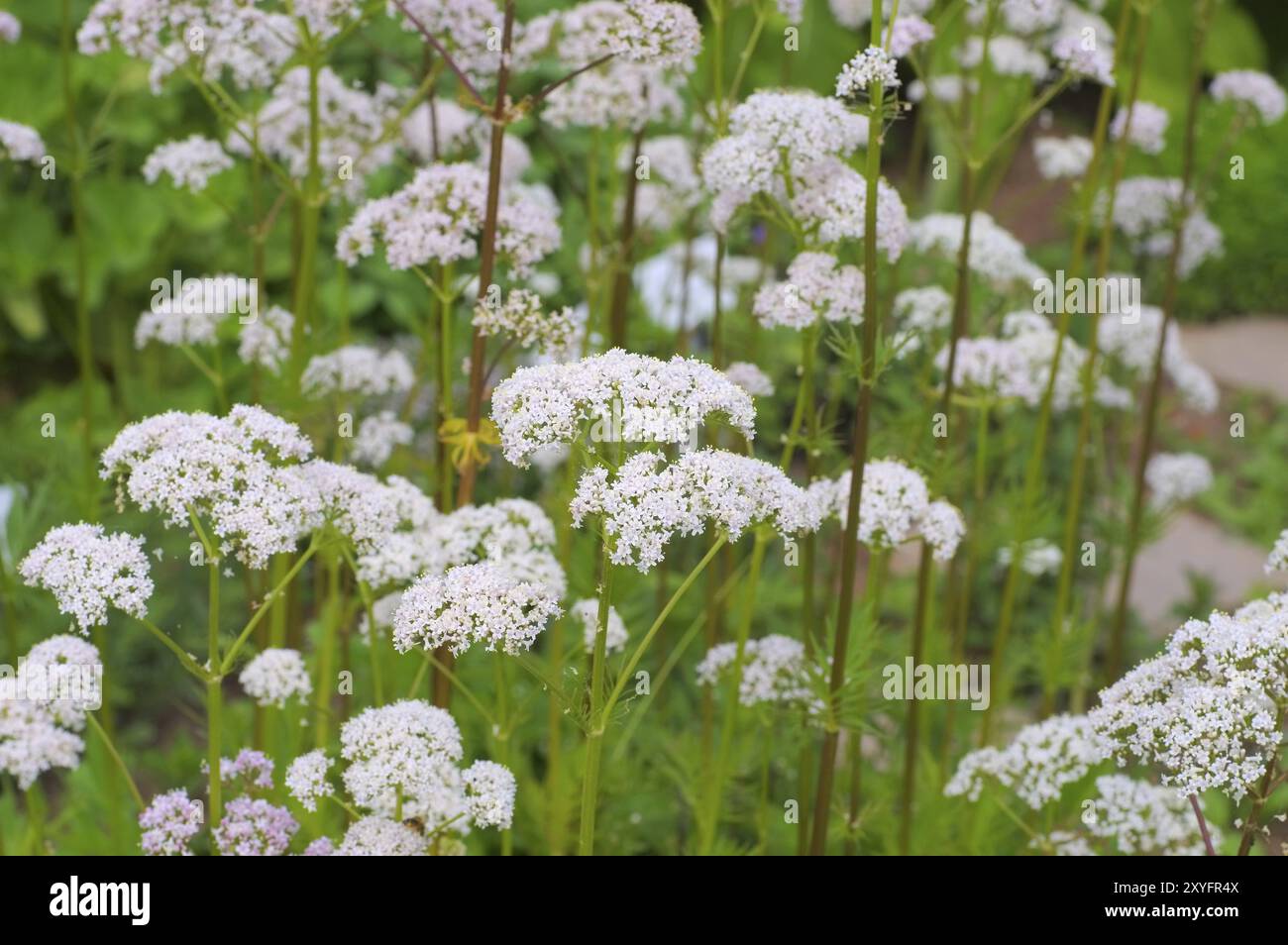 Baldrian -Valeriana officinalis, a medicinal plant Stock Photo - Alamy