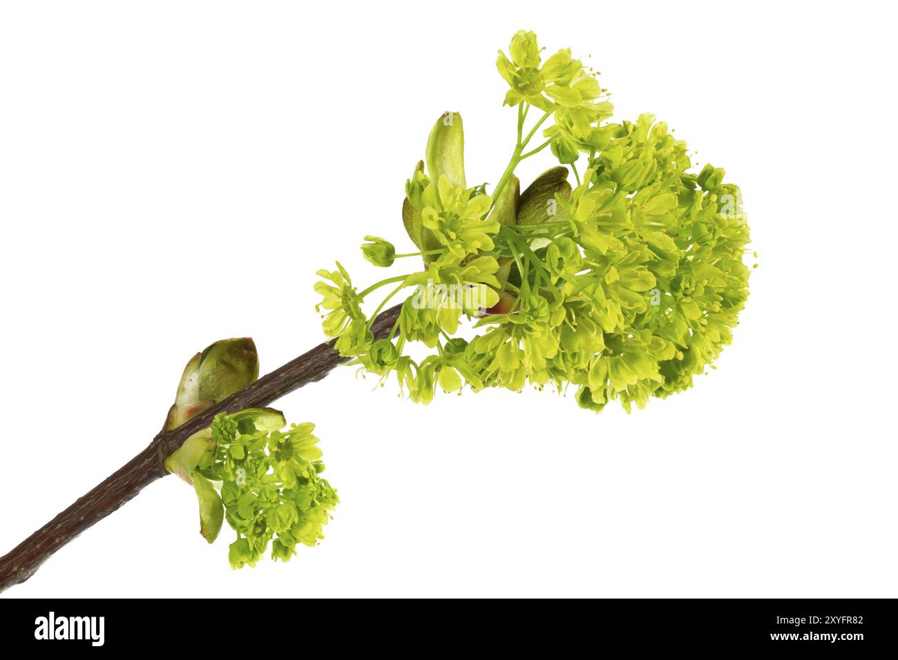 Branches stand maple trees hi-res stock photography and images - Alamy