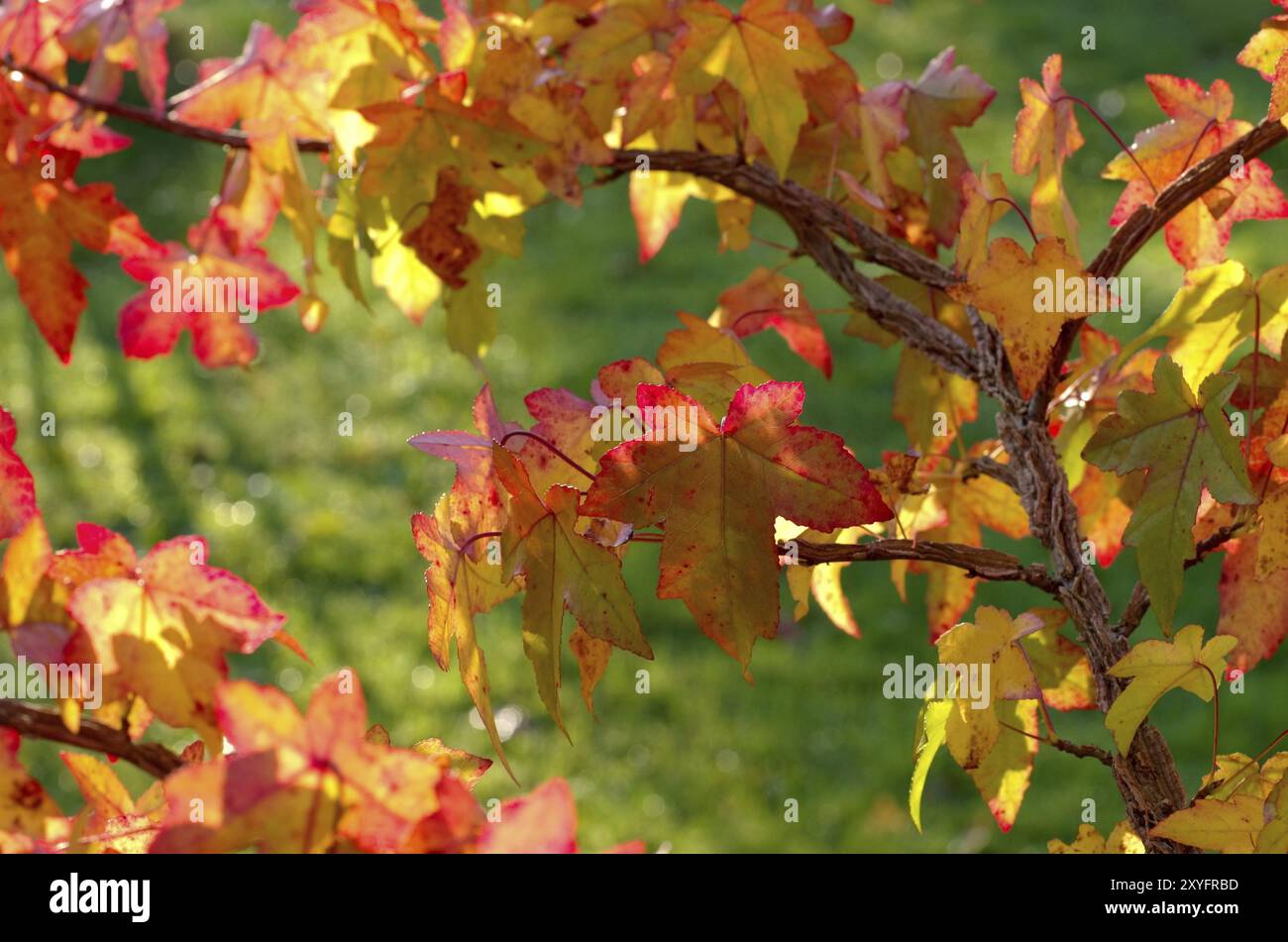 Amber tree hi-res stock photography and images - Alamy