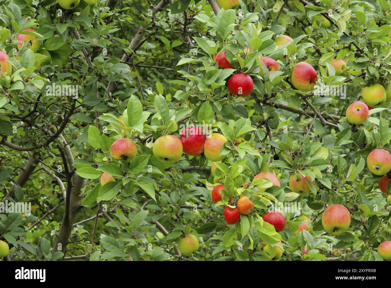 Apfel am Baum, Apfel am Baum 105 Stock Photo - Alamy