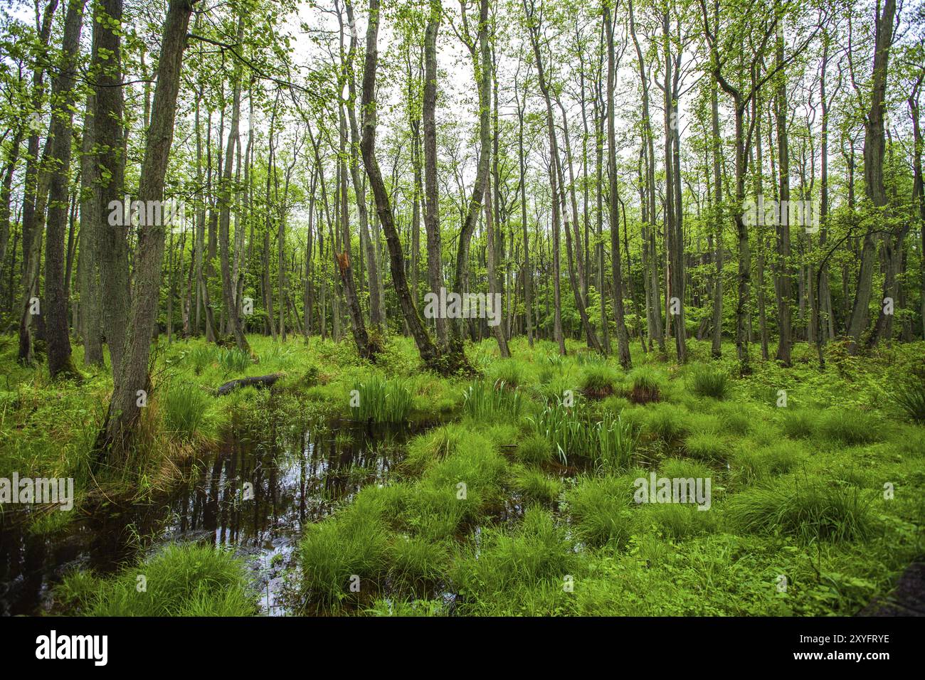Growth in wetland areas hi-res stock photography and images - Alamy