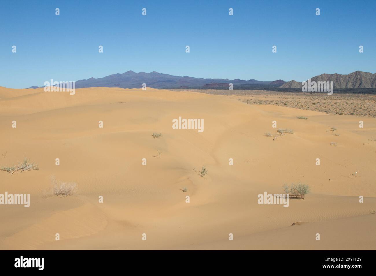 View of El Pinacate volcano from the desrt in Sonnora Stock Photo - Alamy
