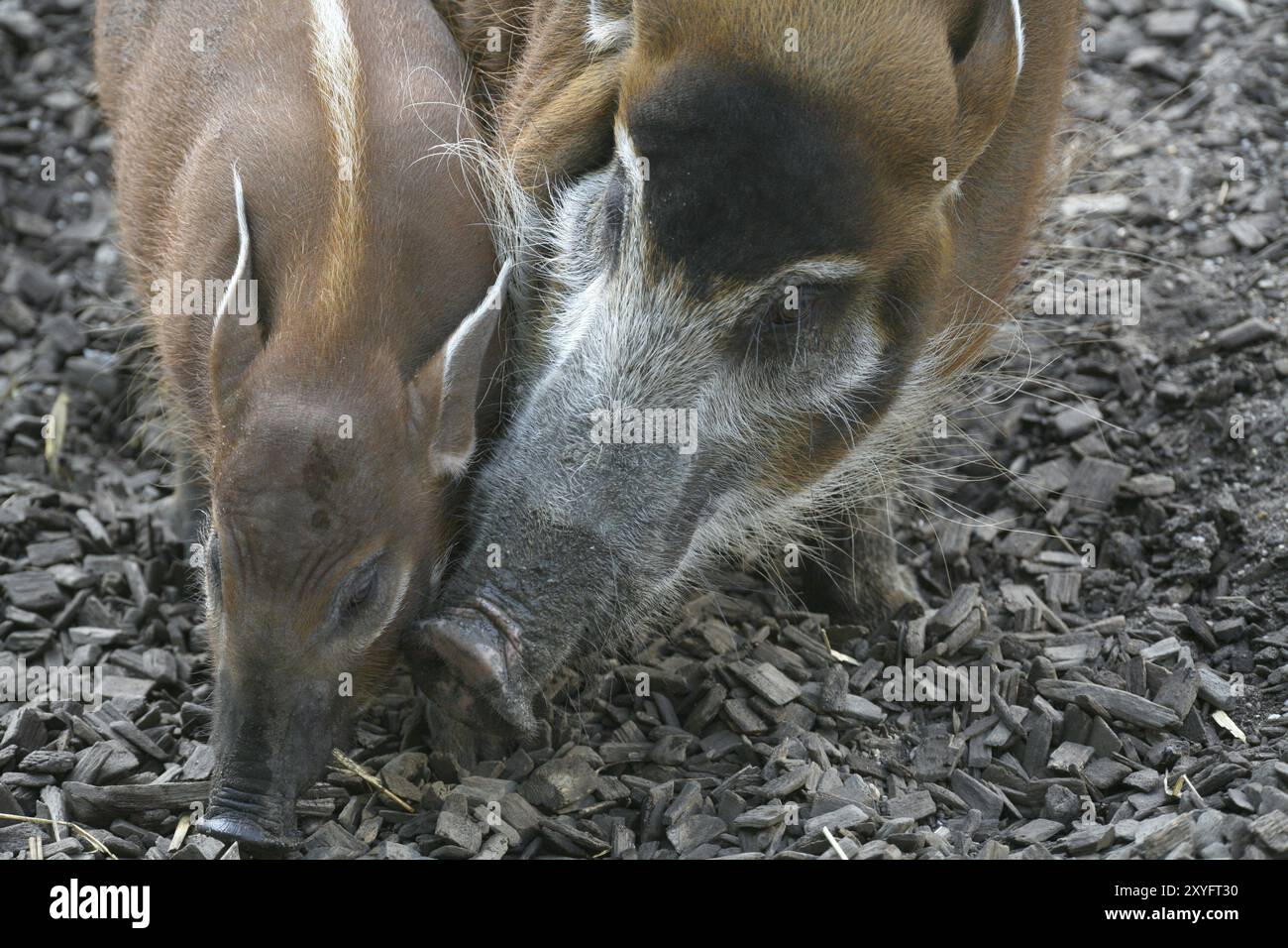Sus porcus hi-res stock photography and images - Alamy