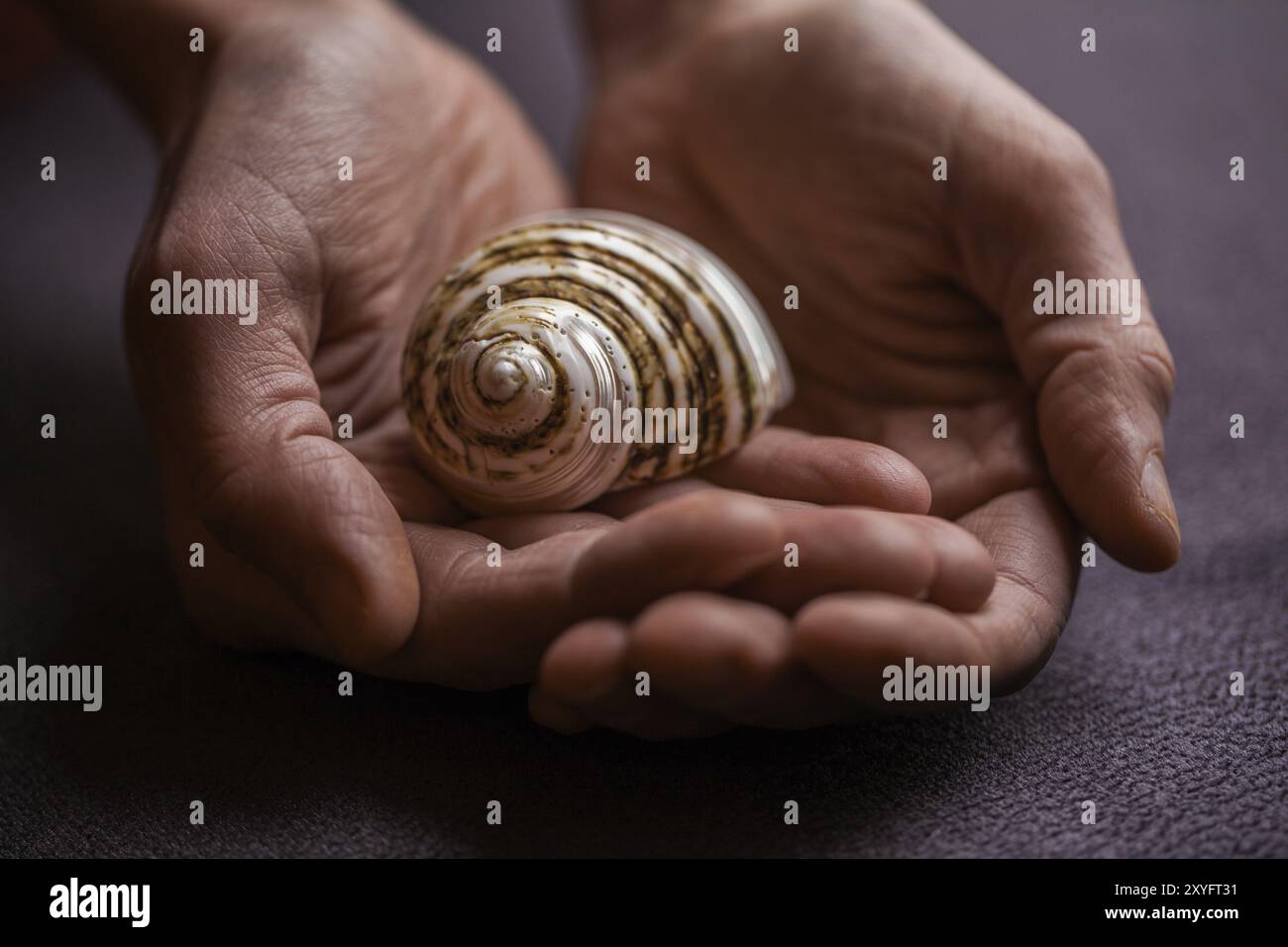 Hands holding shell Stock Photo - Alamy