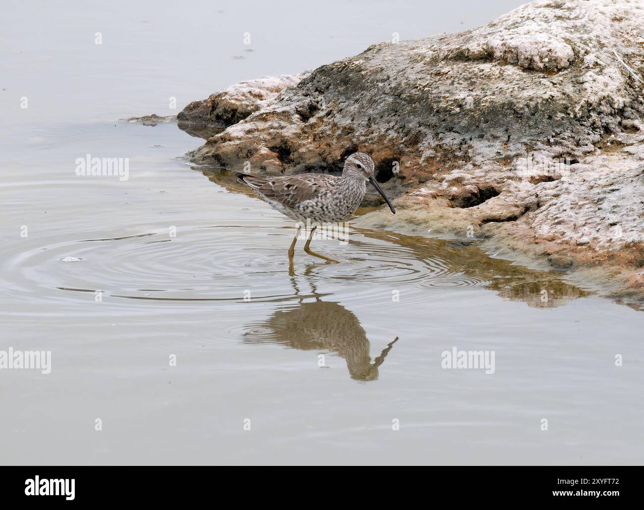 Stilt sandpiper, Bindenstrandläufer, Bécasseau à échasses, Calidris ...