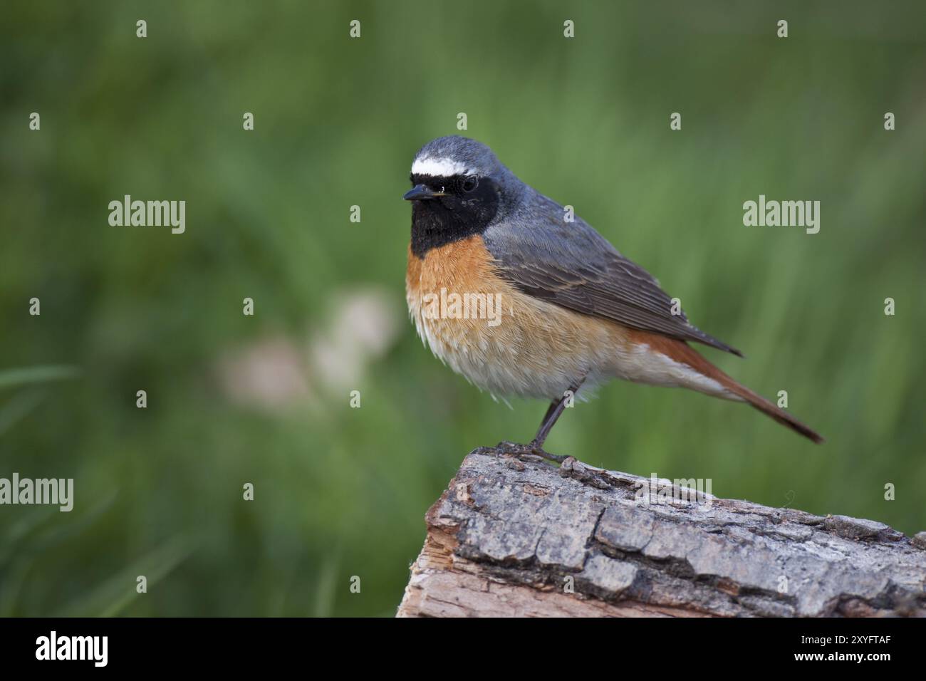 Common redstart, male, Phoenicurus phoenicurus, common redstart, male ...