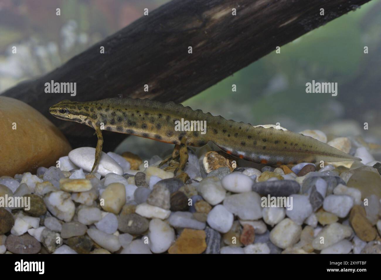 Pond newt, male, Lissotriton vulgaris, Syn.: Triturus vulgaris, smooth ...