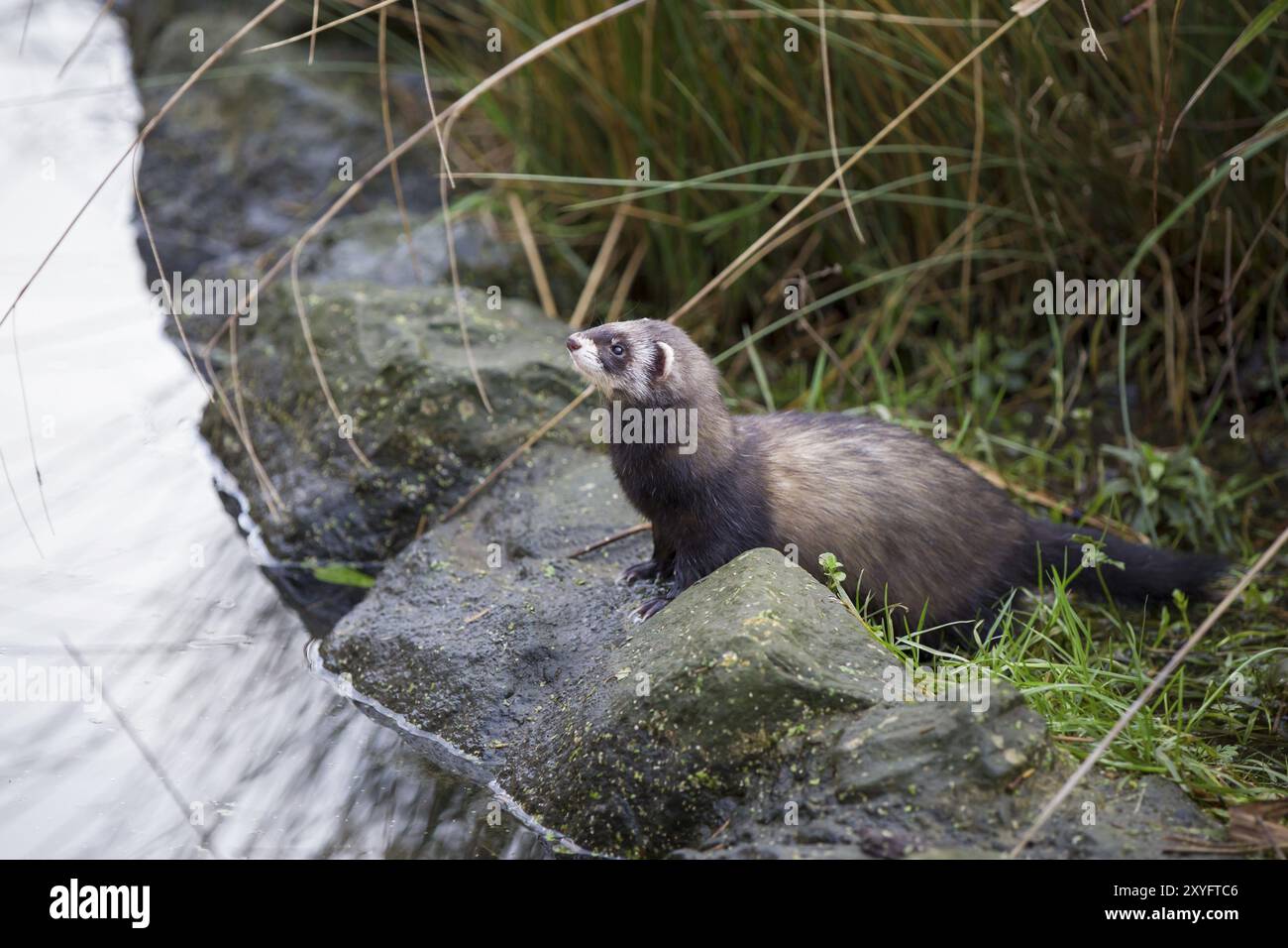 European polecat, Mustela putorius, Polecat Stock Photo - Alamy