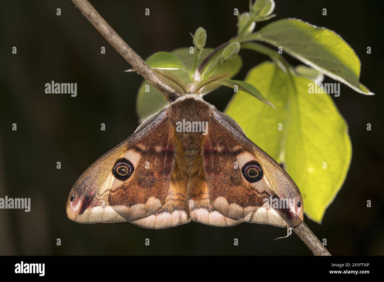 Small emperor moth, male, Saturnia pavonia, small emperor moth, male ...