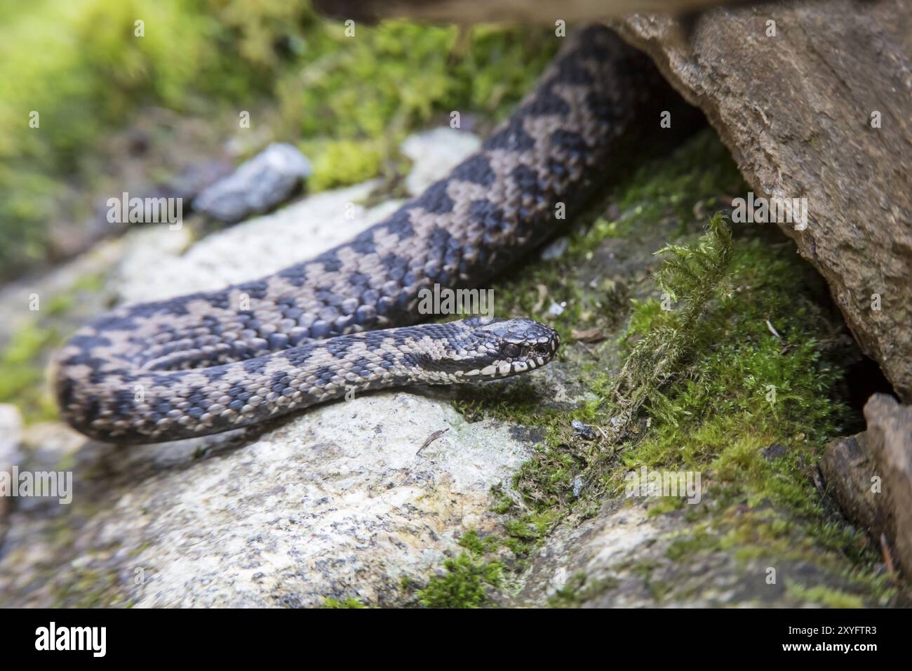 Adder, Vipera berus, common European adder Stock Photo - Alamy