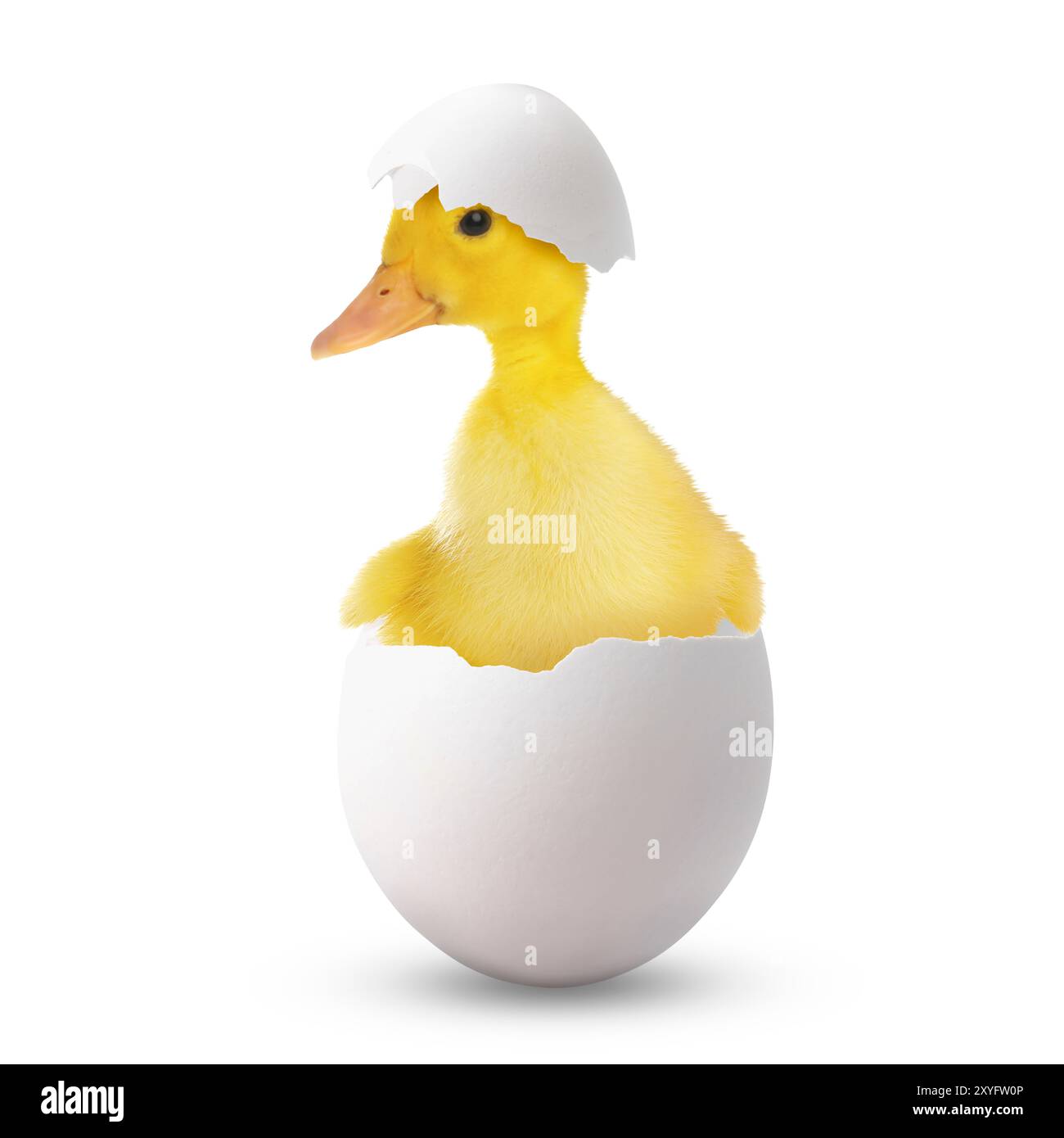 Cute fluffy duckling hatched from egg on white background Stock Photo ...