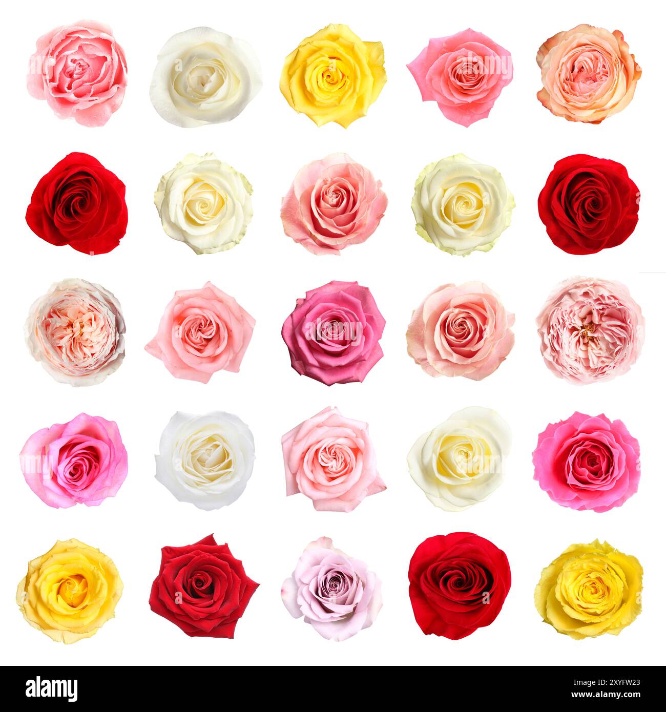 Many beautiful roses isolated on white, set Stock Photo - Alamy