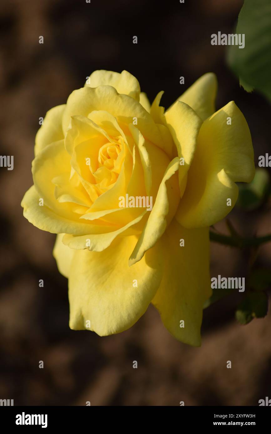 Yellow-the color of friendship Stock Photo - Alamy