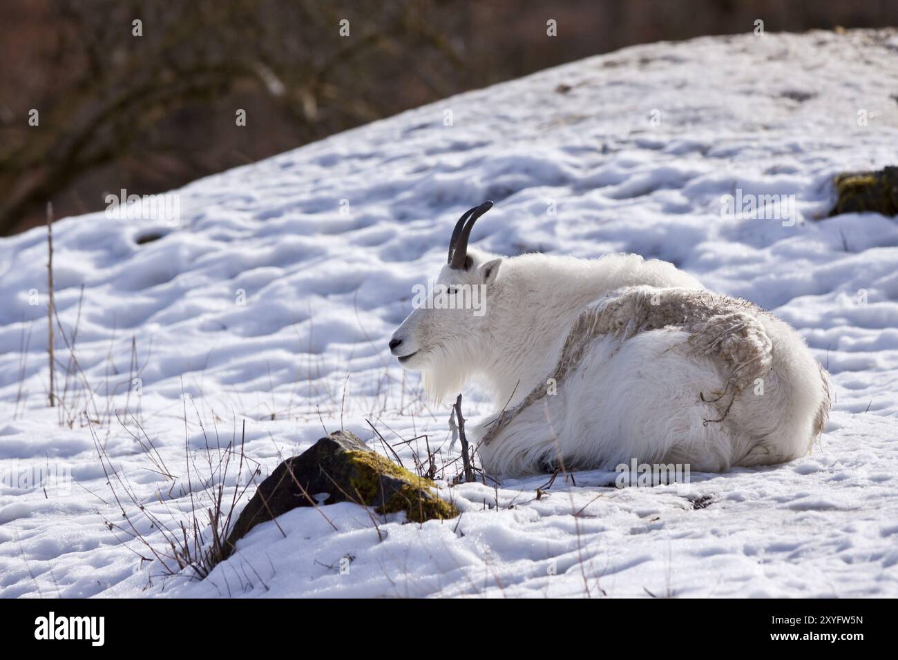 Snow goat, Oreamnos americanus, mountain goat Stock Photo - Alamy