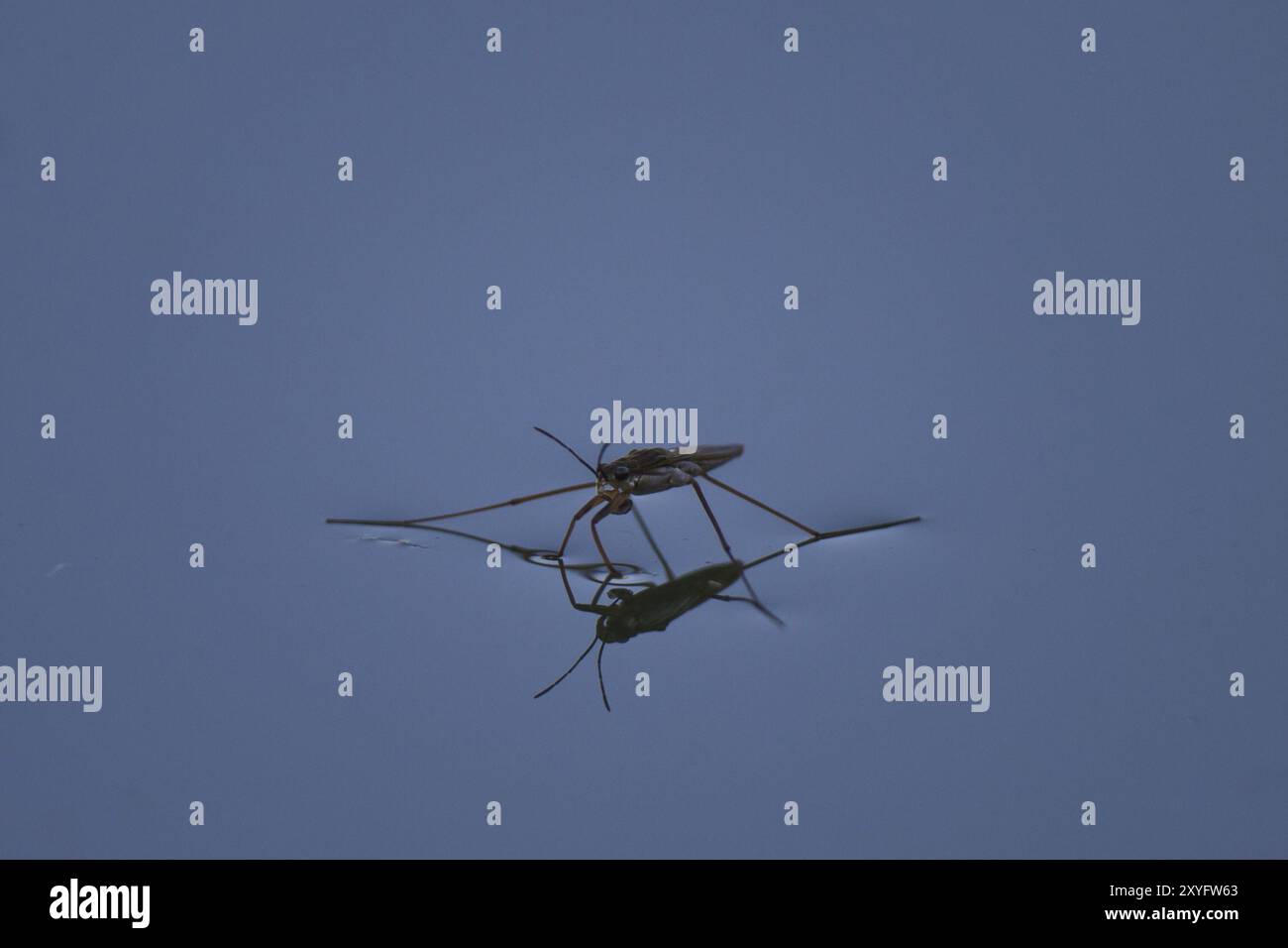 Water strider, Gerridae, water strider Stock Photo - Alamy