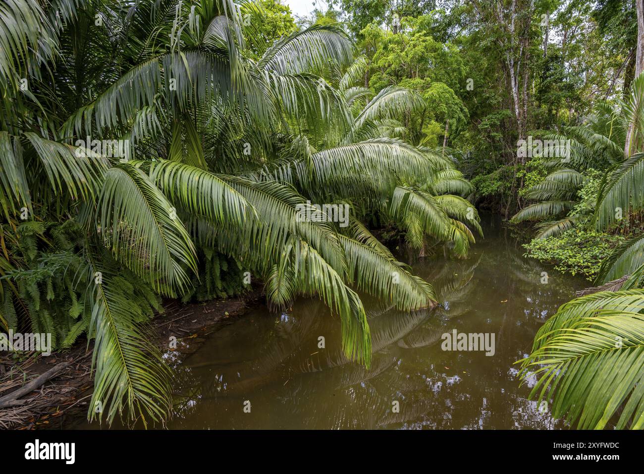 Palm trees in the rainforest, Osa Peninsula, Punterenas Province, Costa ...