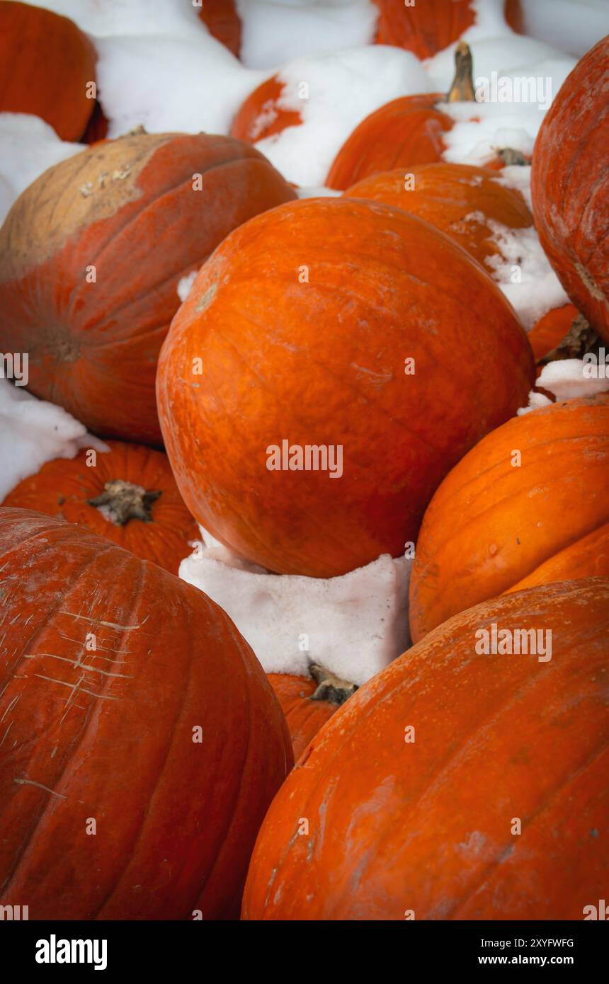 Collection pumpkins assortment background hi-res stock photography and ...