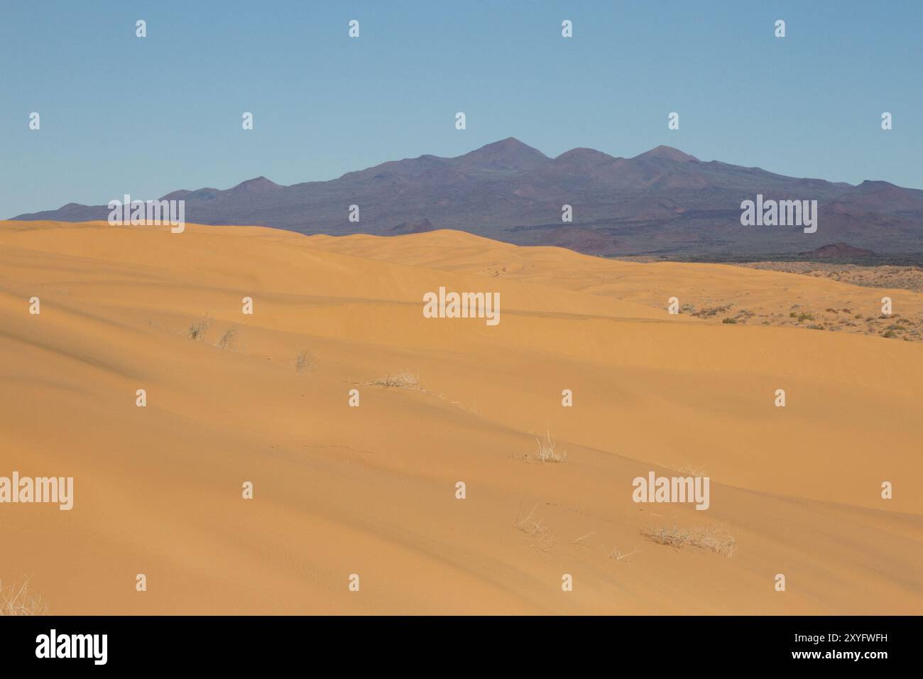 View of El Pinacate volcano from the desrt in Sonnora Stock Photo - Alamy