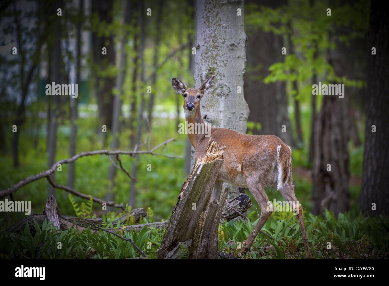 Natural scene from Wisconsin Stock Photo - Alamy