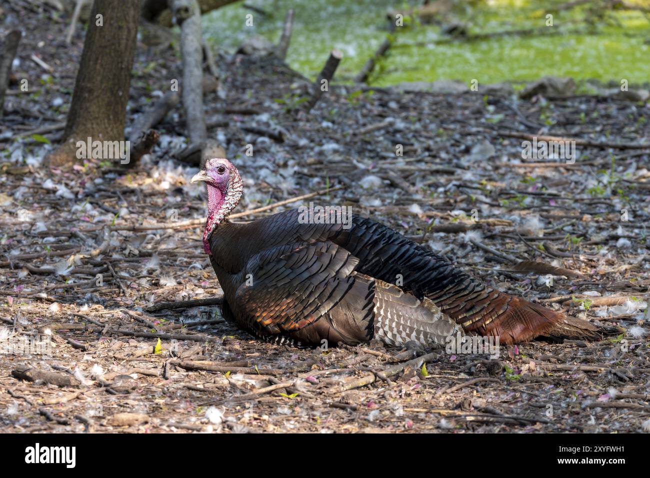 The wild turkey (Meleagris gallopavo) in the state park in Wisconsin ...