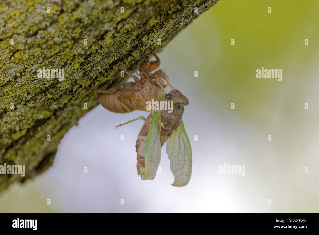 The dog-day cicada (Neotibicen canicularis) . The final stage of the ...