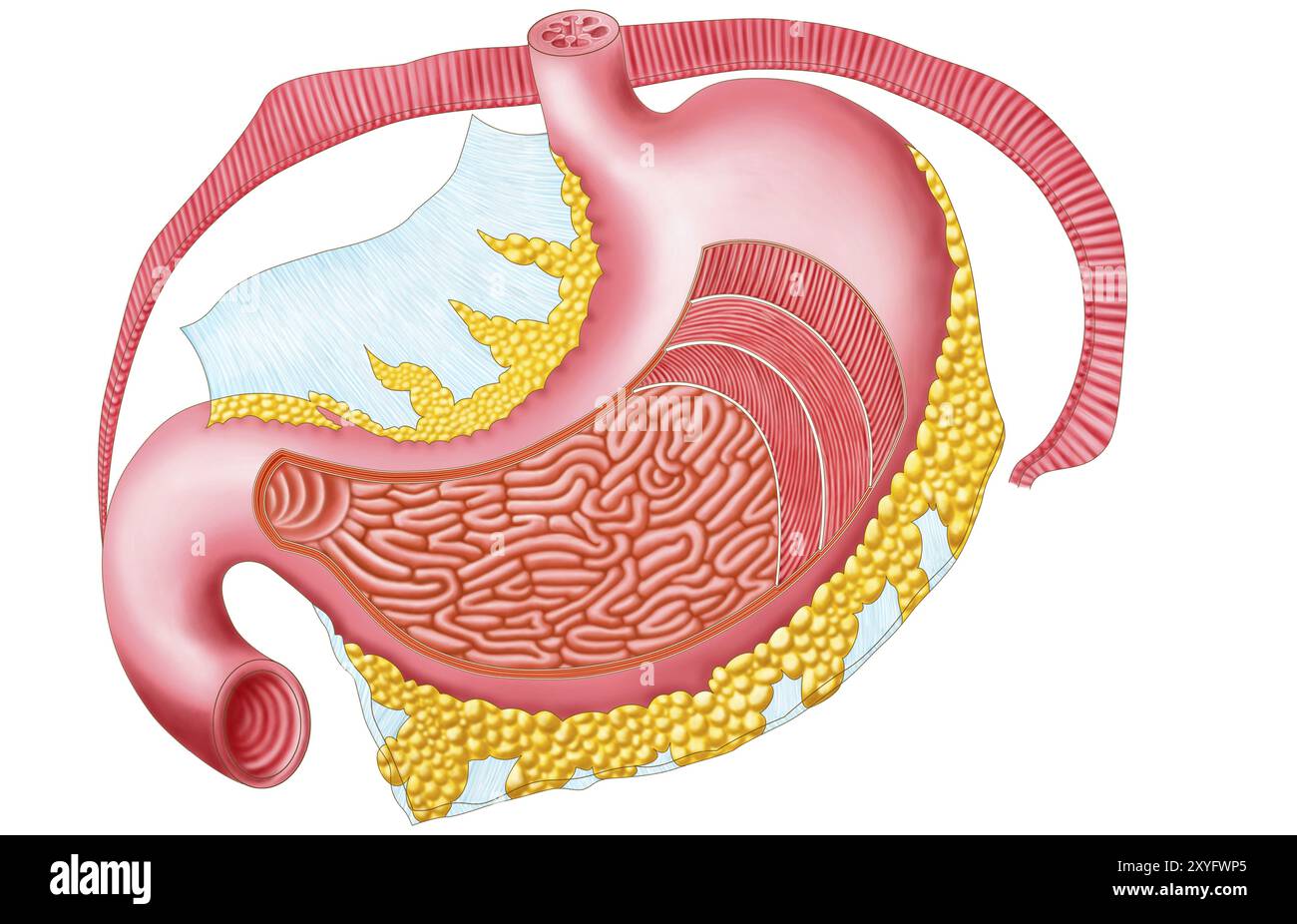 Human body anatomy diagram art Cut Out Stock Images & Pictures - Alamy