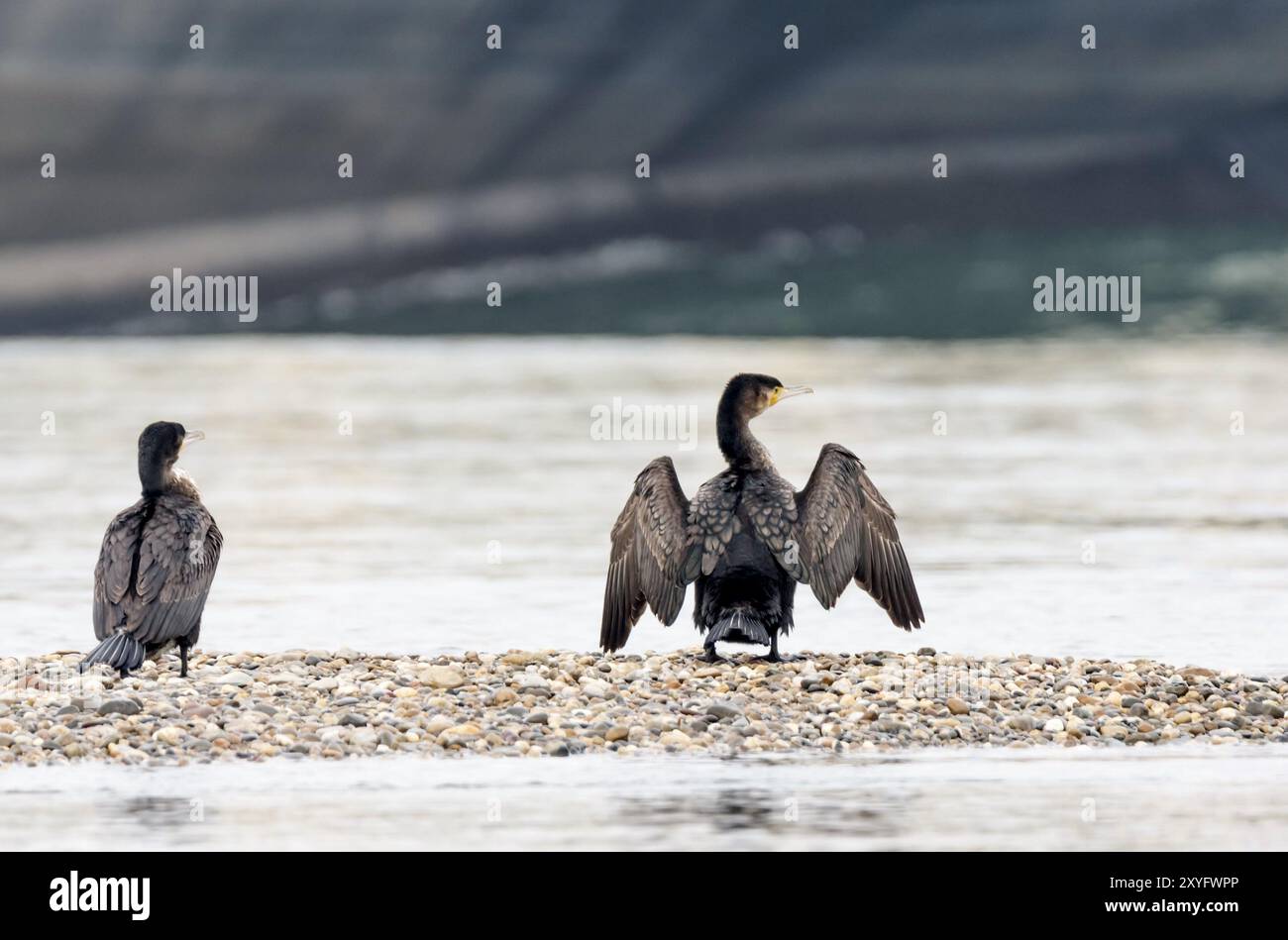 Cormorant at rest on the beach Stock Photo - Alamy