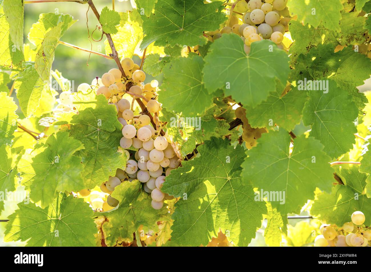 Ripe yellow grapes hanging from the bush in direct sunlight Stock Photo ...